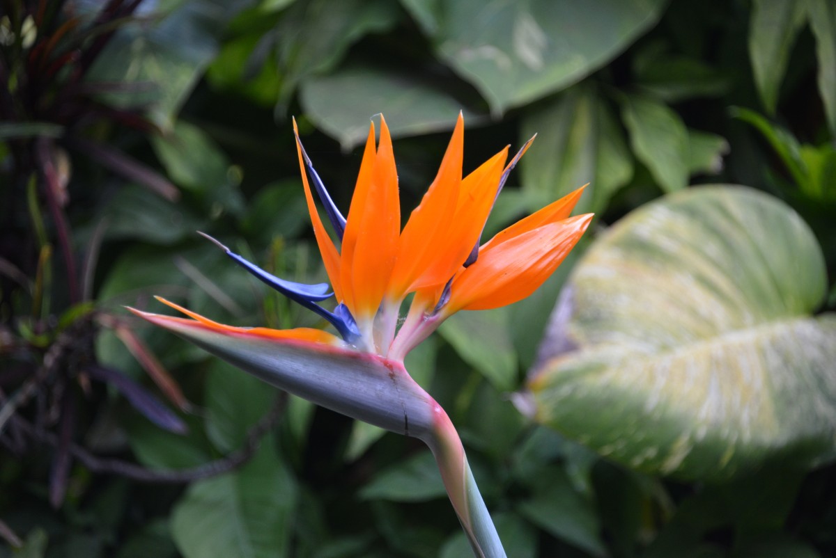 Bird of Paradice Flower | Moonstone Photography