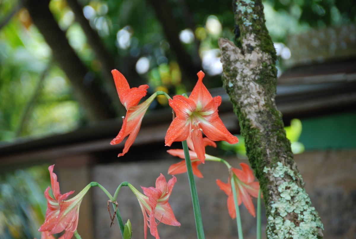 Maui Lily | Moonstone Photography