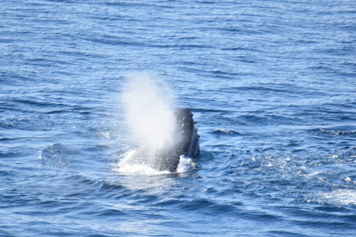 Humpback Whale Smoke | Moonstone Photography