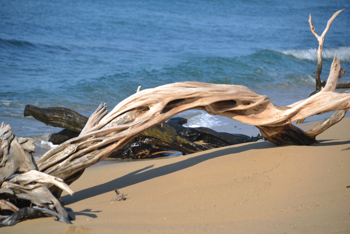 Beach Wood | Moonstone Photography