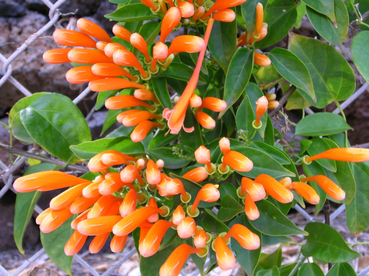 Orange Trumpet Creeper Flowers | Moonstone Photography